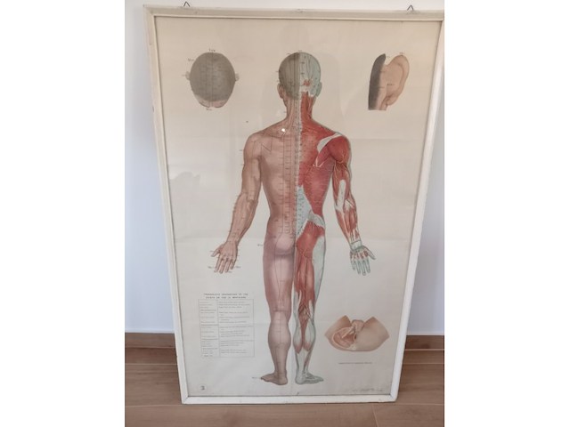 Plakat Anatomija Čoveka 3