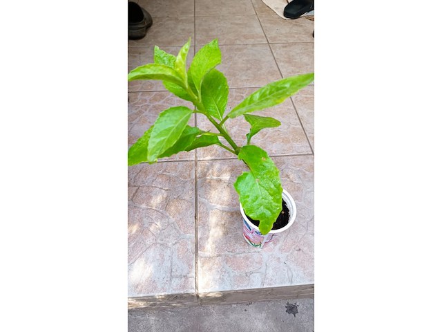 ŠPINAT DUGOVEČNOSTI - GYNURA PROCUMBENS