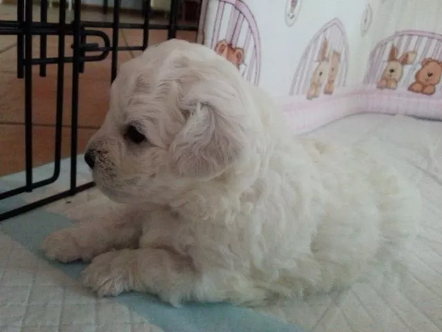 TOY PUDLA