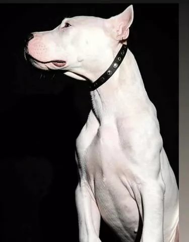 STENCI DOGO ARGENTINO