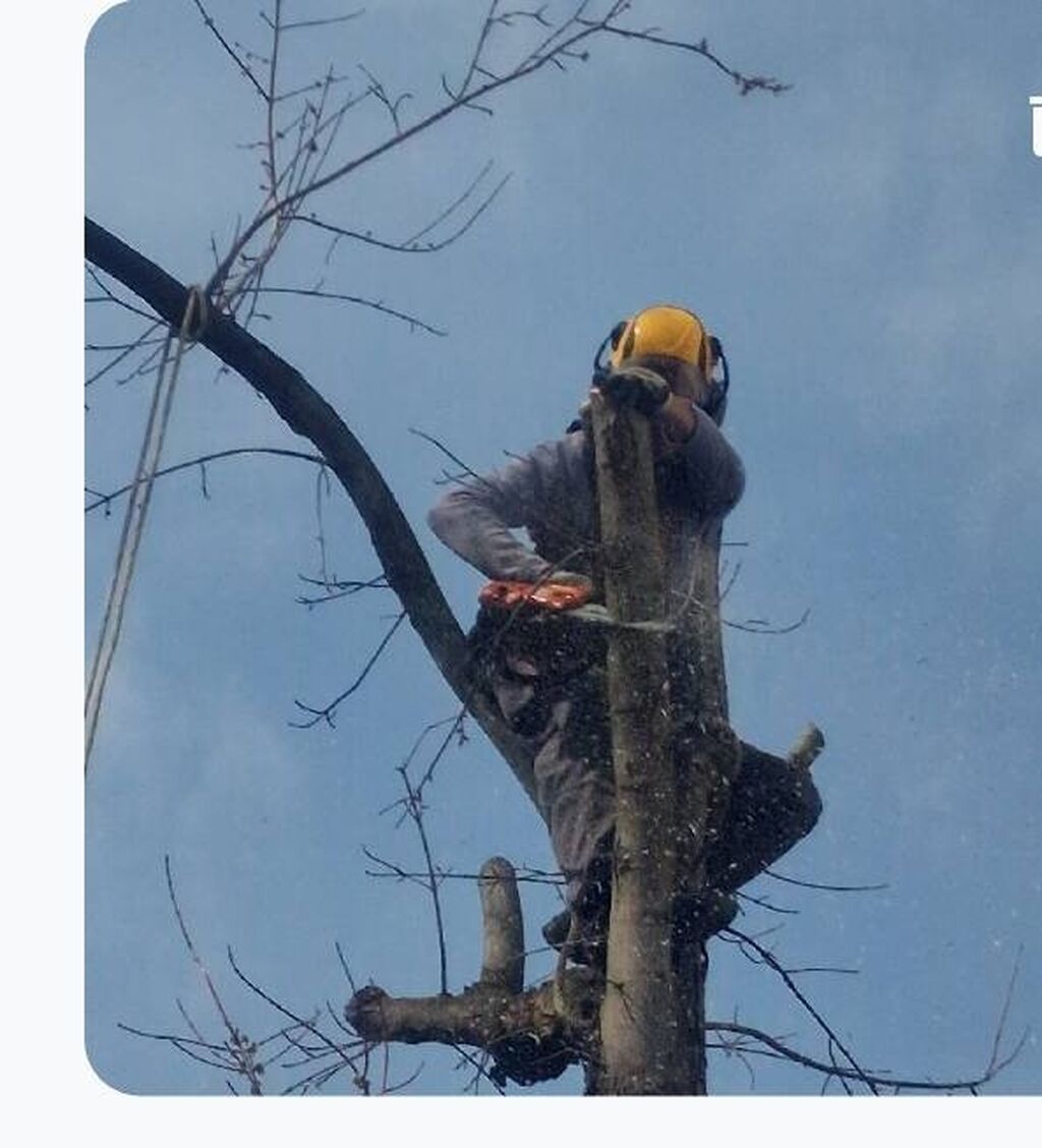 Na fotografijama je prikazano profesionalno obaranje i kresanje drveća