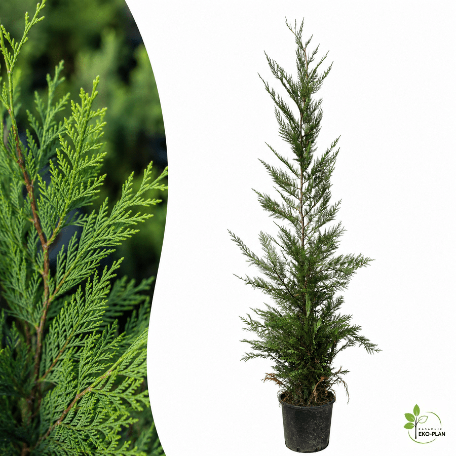 Cupressocyparis leylandii - Lejlandi 180cm