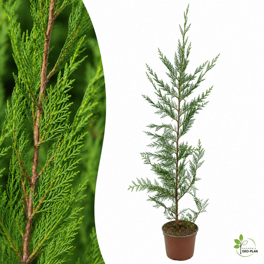 Cupressocyparis leylandii - Lejlandi 110 cm