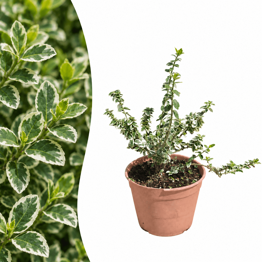 Euonymus fortunei Emerald Gaiety - šarenolisni evonimus