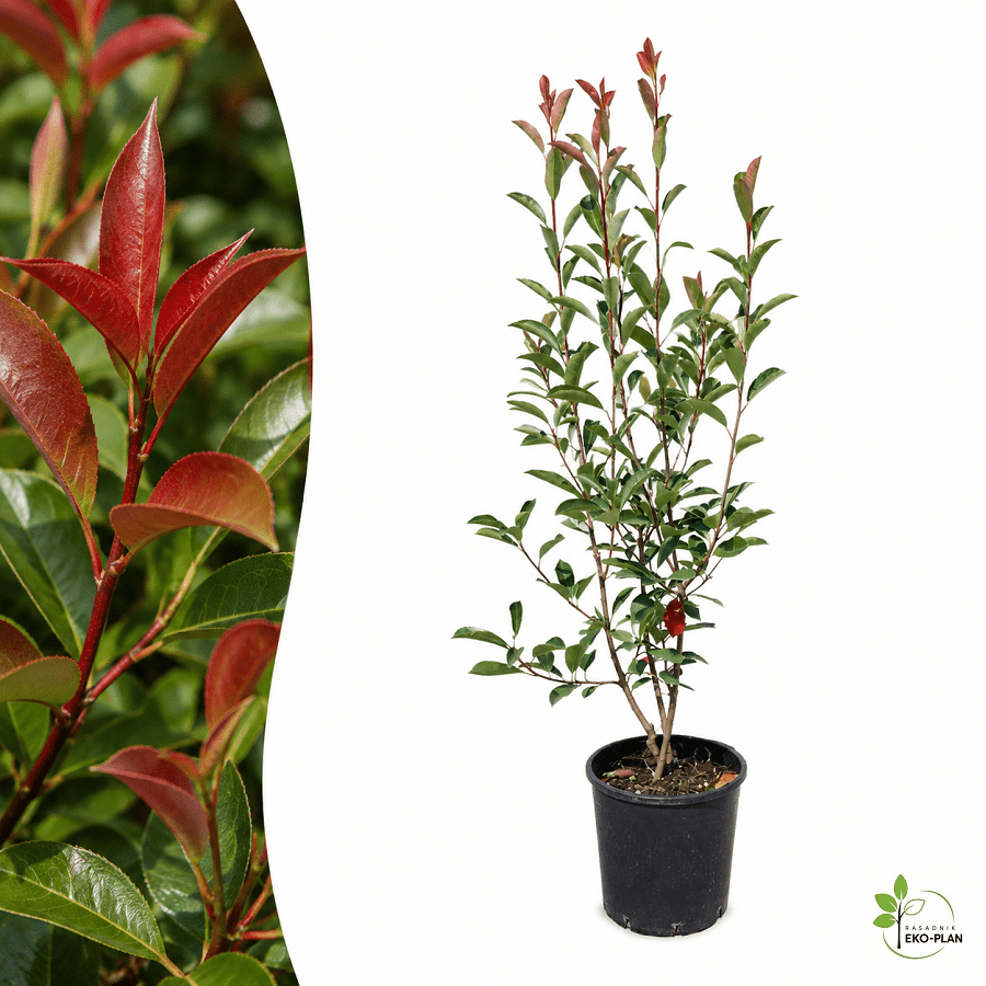 Photinia fraseri Red Robin – Fotinija 9L, 80 cm