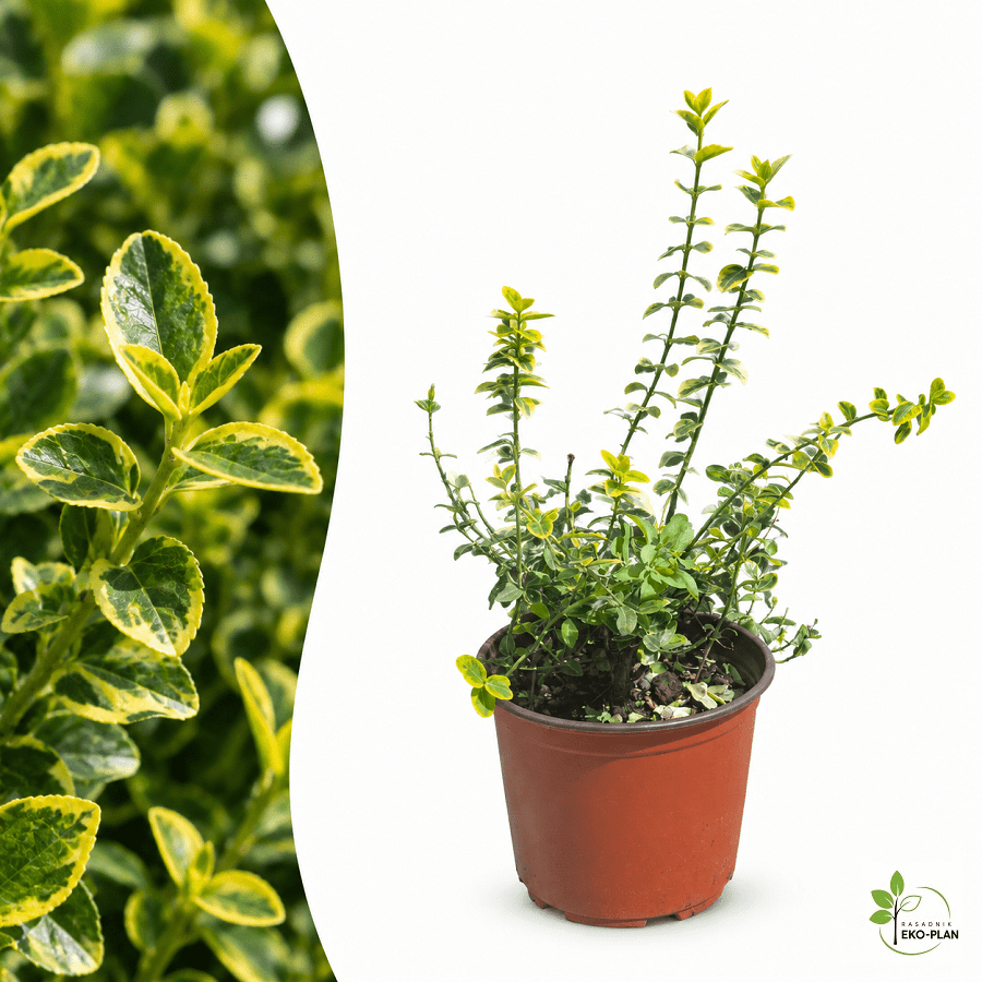 Euonymus fortunei Emerald n Gold - Zlatni evonimus