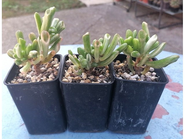 Crassula gollum f. variegata