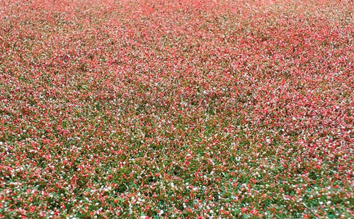 NEW! Polák 5824 Flowering Field White Red - 24.5x19.5cm