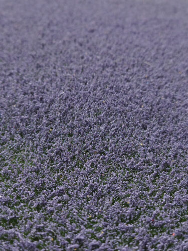 Polák 5822 Lavender Field In Bloom 24,5x19,5cm