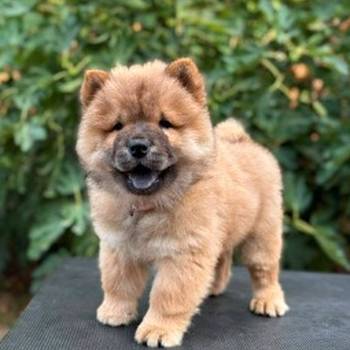 Chow Chow / Čau Čau štenci