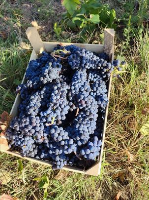 Grožđe na prodaju burgundac šardone