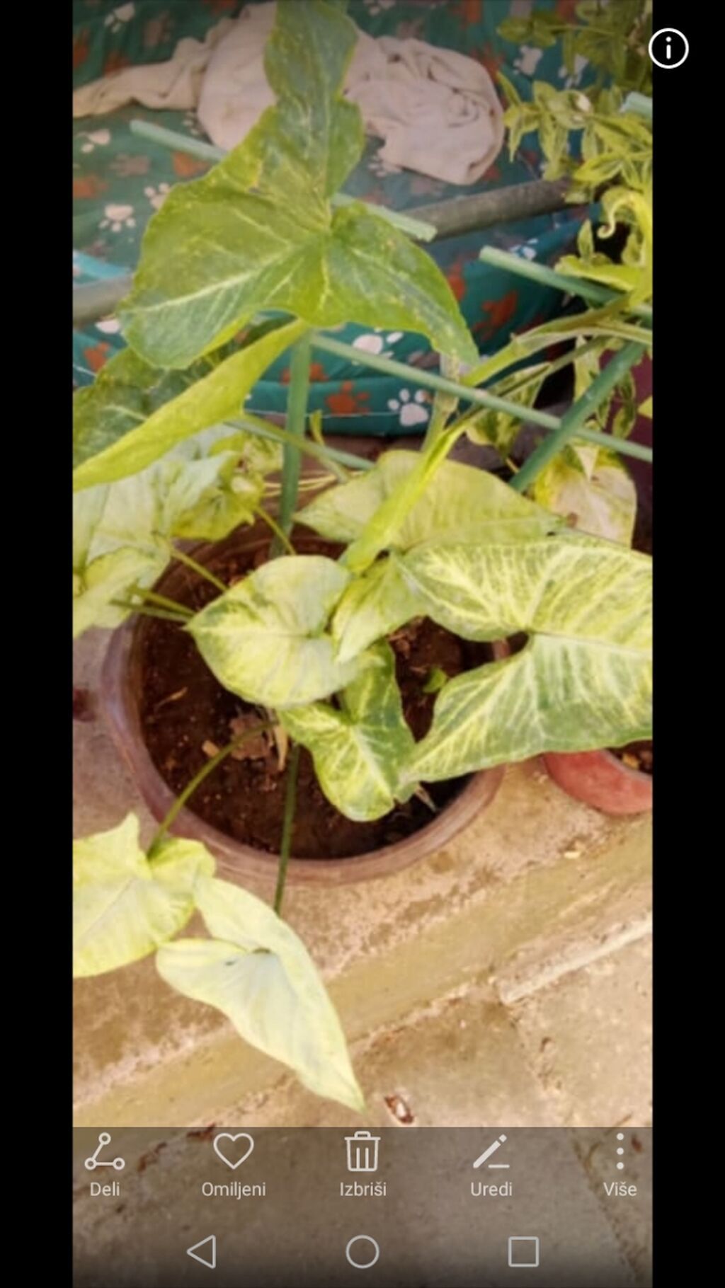 Sobna biljka Syngonium podophyllum (arrowhead plant) u saksiji -
