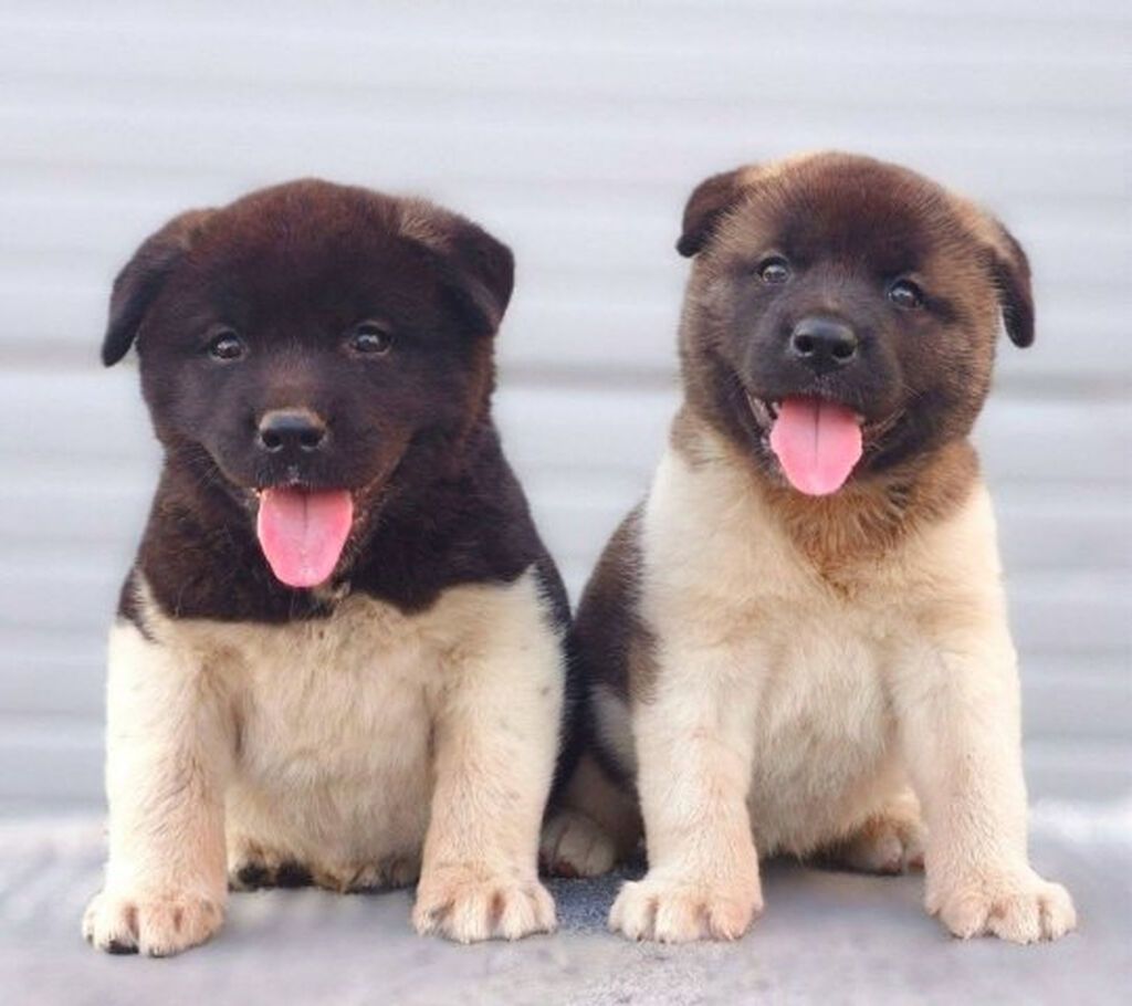 Američka Akita, štenci Odgajivacnica TOP WINNER PUPPY sa ponosom