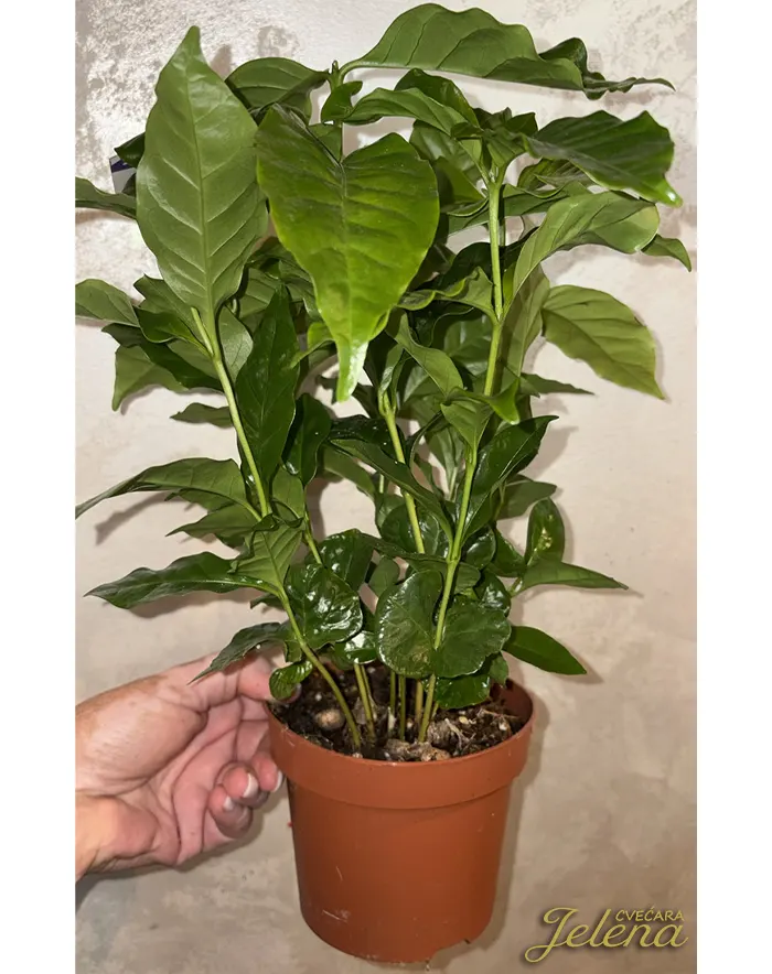 Cafa arabica