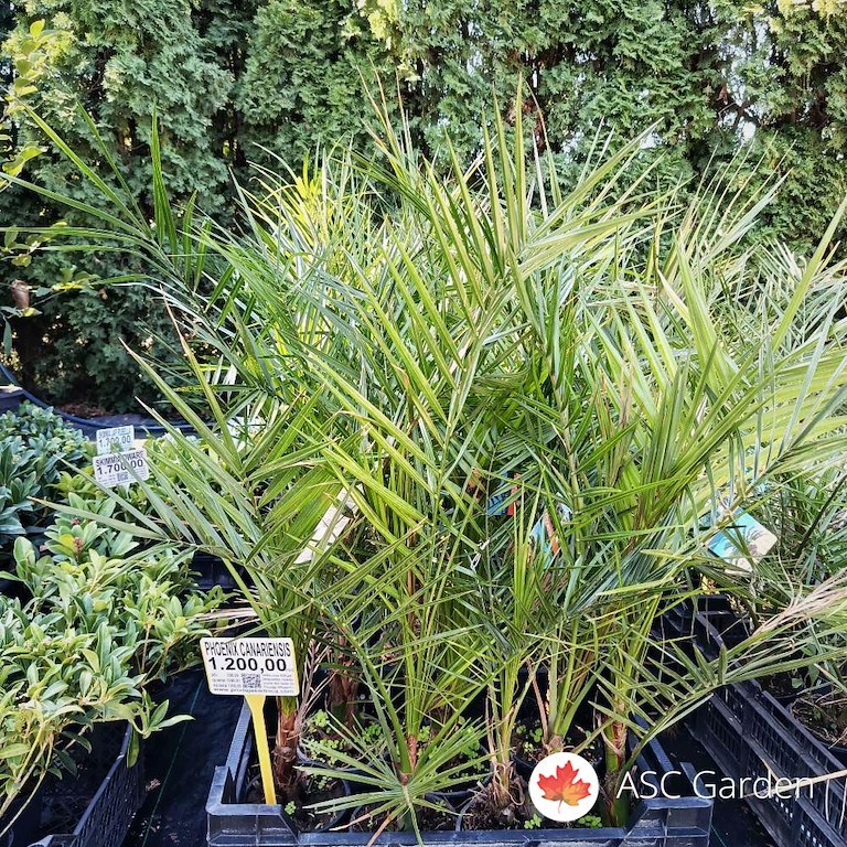 Phoenix canariensis – Feniks palma 30-50 cm
