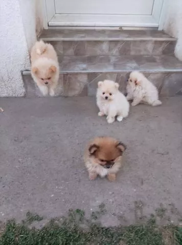 NA PRODAJU POMERACI,