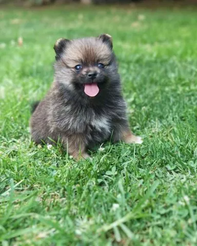 POMERANSKI SPIC, PRELEPOG KRZNA