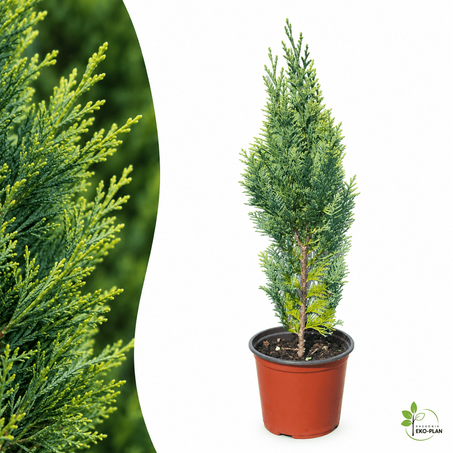 Chamaecyparis lawsoniana Alumigold 50cm