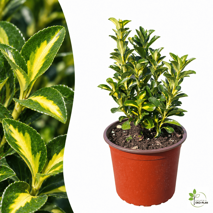 Euonymus japonicus Aureopictus 2l, 30cm