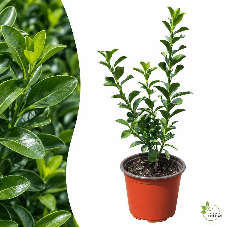 Euonymus japonicus - Zeleni evonimus 2L