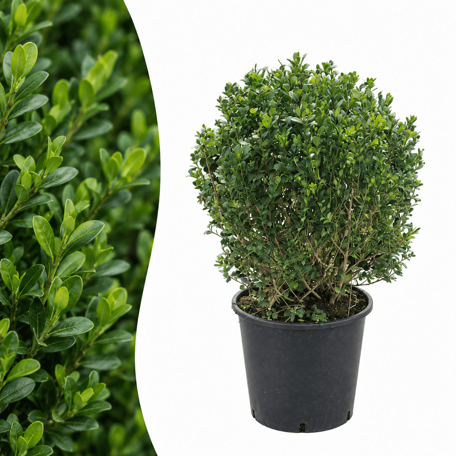 Buxus sempervirens - Loptasti simsir 60cm, 15L