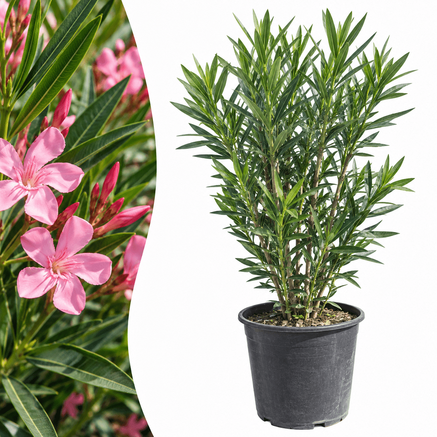 Oleander – Nerium oleander 15 L