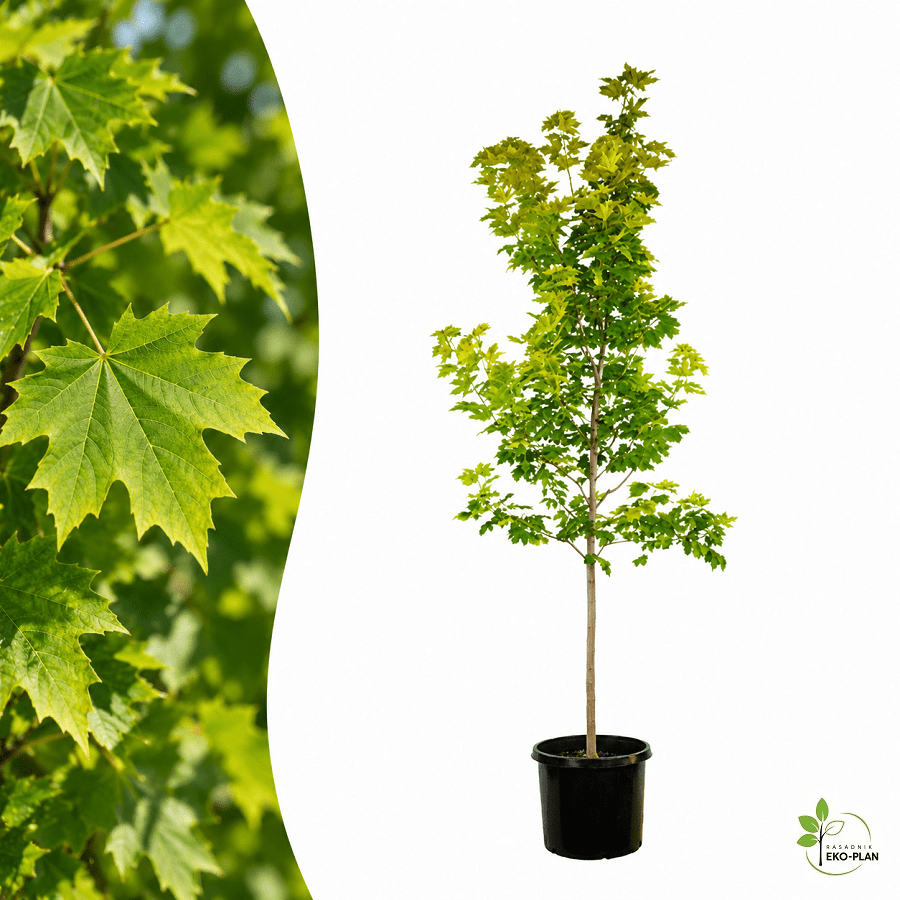 Acer platanoides – Javor mleč 170cm