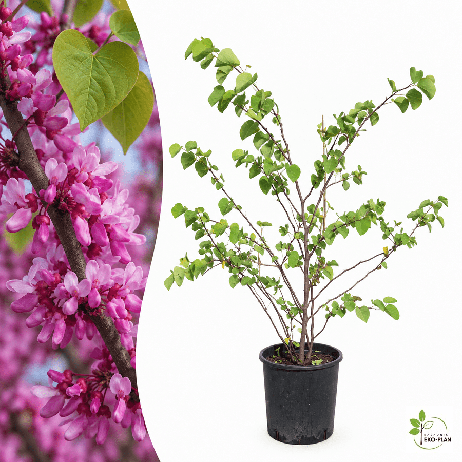 Cercis siliquastrum - Judino drvo 15L