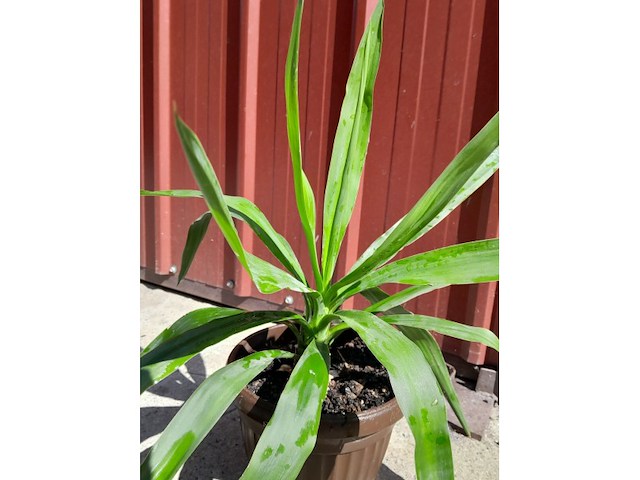 DRVO ŽIVOTA YUCCA