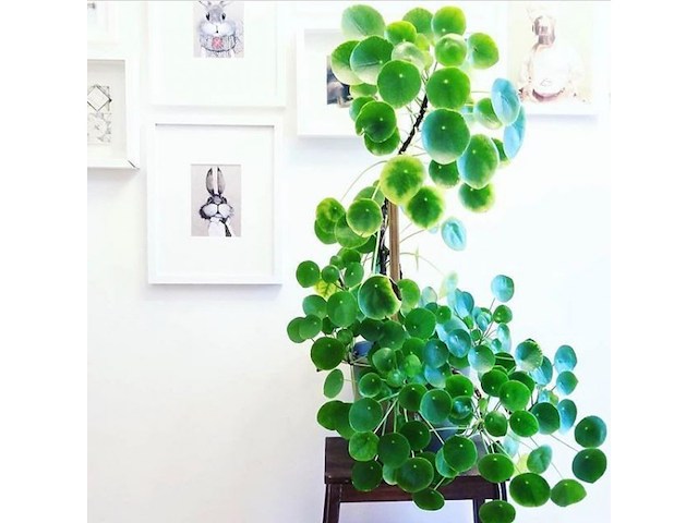 KINESKI DOLAR (PILEA PEPEROMIOIDE) - BILJKA