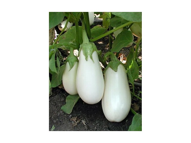 Patlidžan Aubergine White Casper (50 semenki)