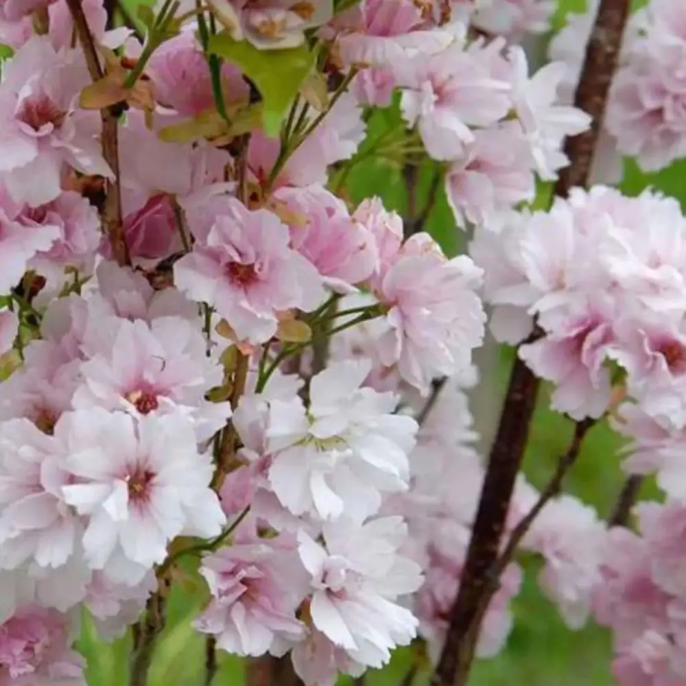 Japanska trešnja Amanogava