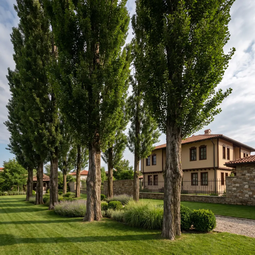 Kanadska topola
