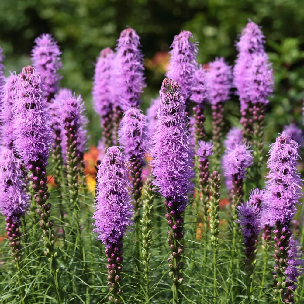 Liatris Pink