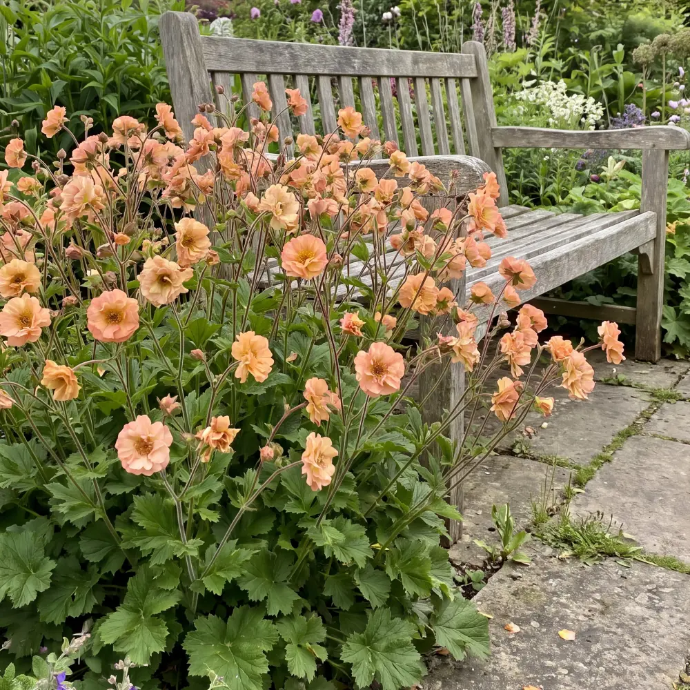 Geum Mai Tai