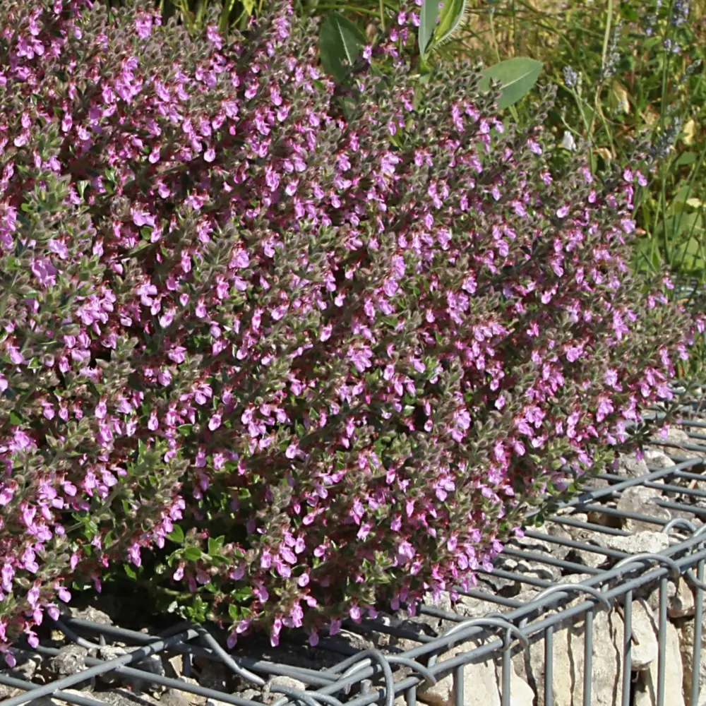 Germander Zimzeleni