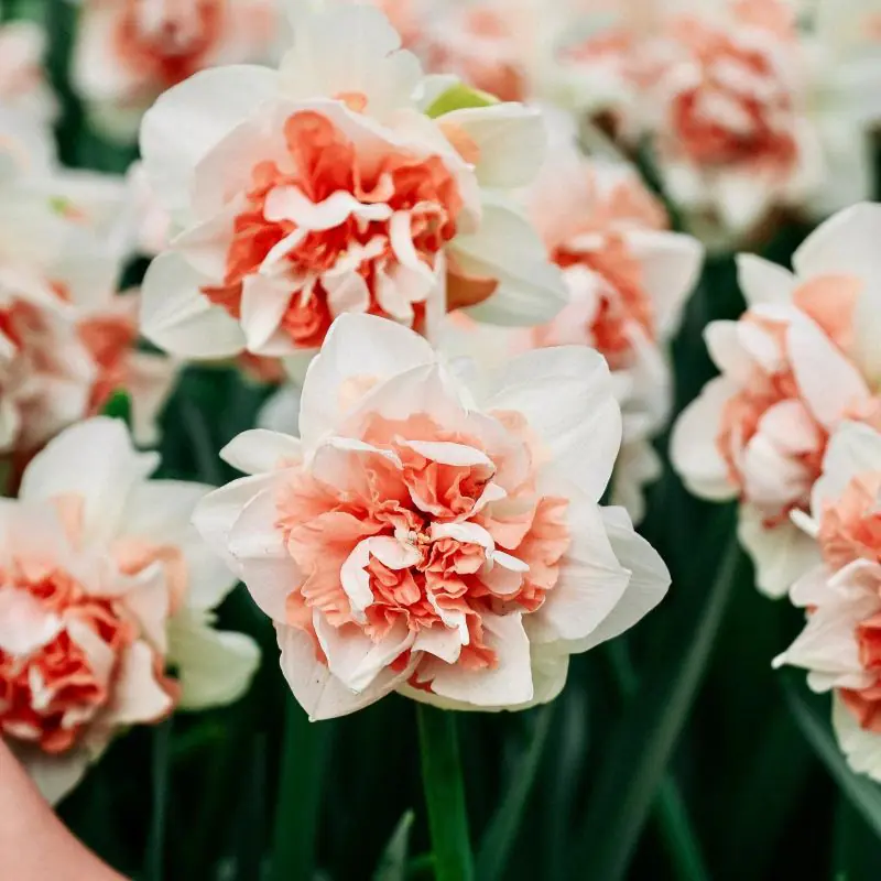Narcis Dupli San