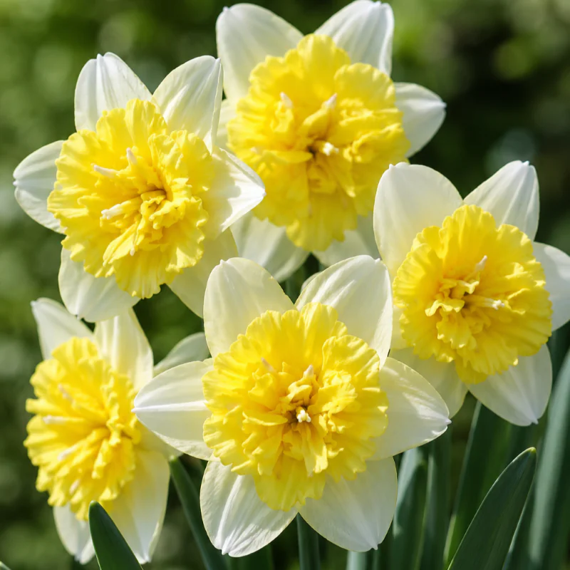Narcis Puna kuća