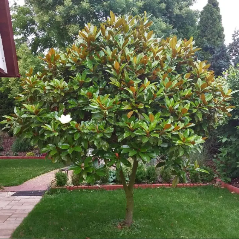 Zimzelena Magnolija