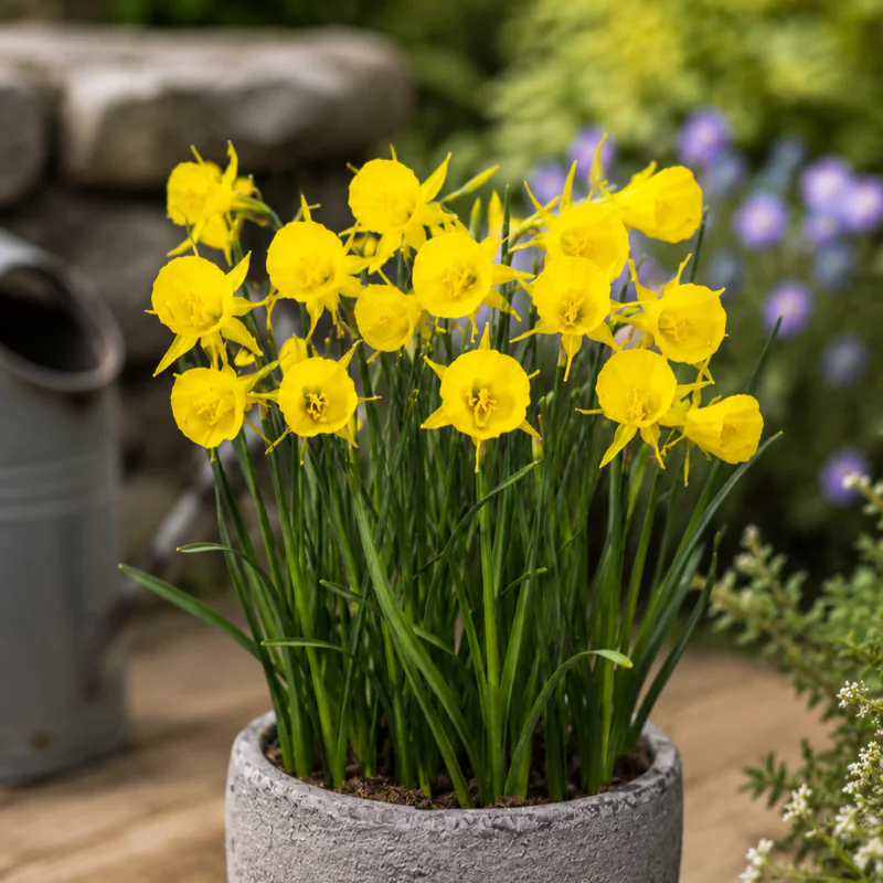 Narcis Oksford