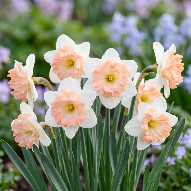 Narcis Pink čudo