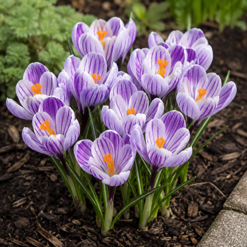 Krokus Pikvik