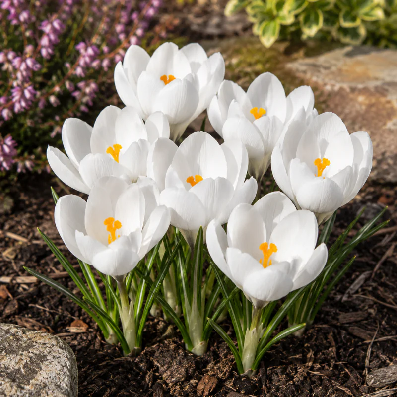Krokus Žan