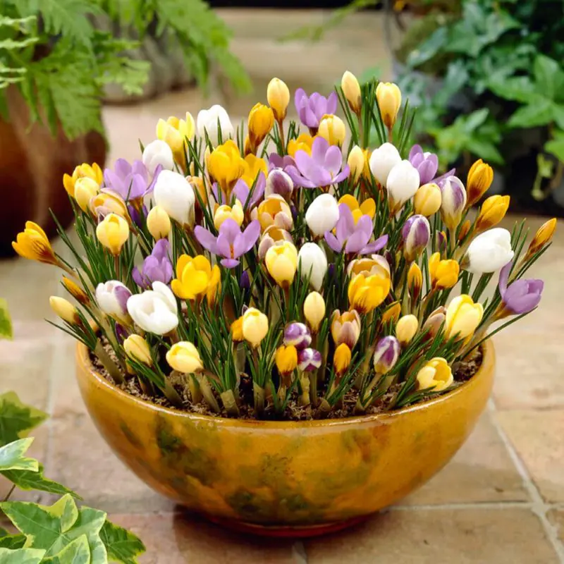 Krokus botanik miks