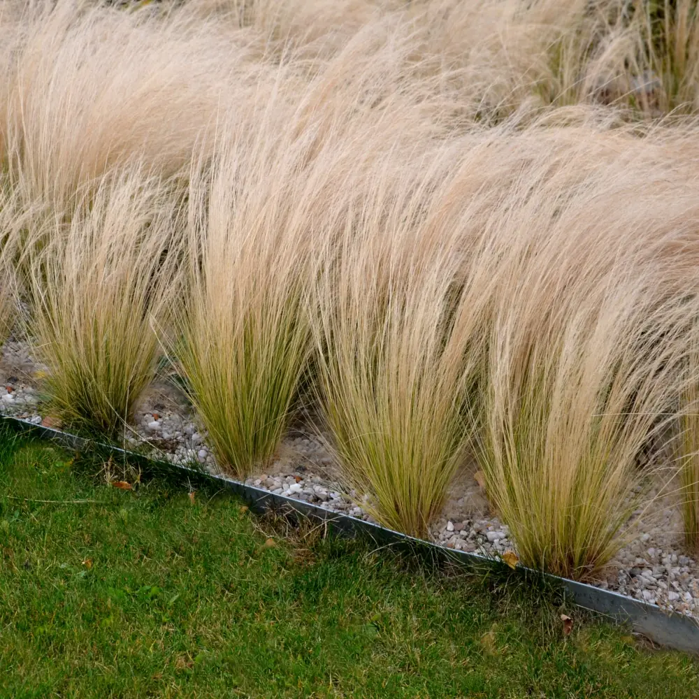Stipa