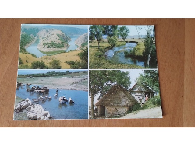 Pešterska Visoravan - Pešter - Životinje - Ovce -