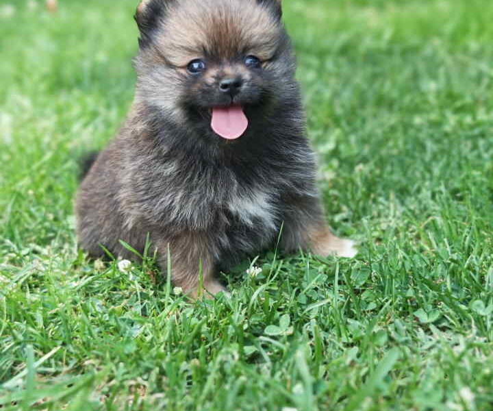 Pomeranski spic, prelepog krzna