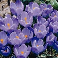 Crocus Grandiflora (BLUE)-5 lukovica