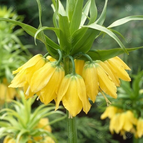 Frittilaria Imperialis Lutea (Carska kruna) – 1 lukovica