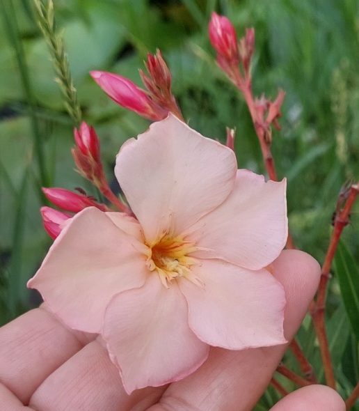 Oleander Dupli-kajsija-sadnica 70/80cm